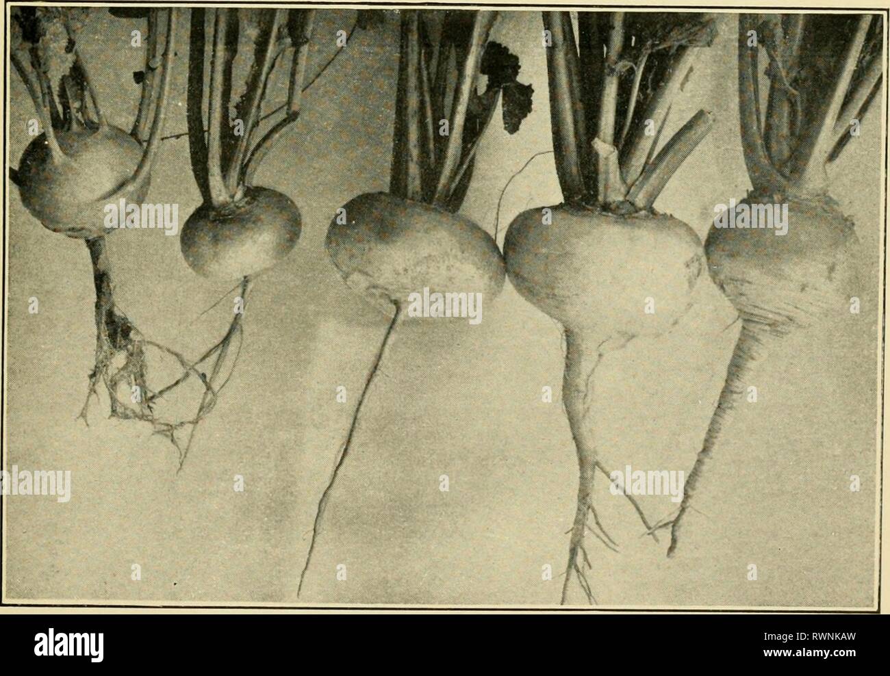 Cultivo de col hi-res stock photography and images - Alamy