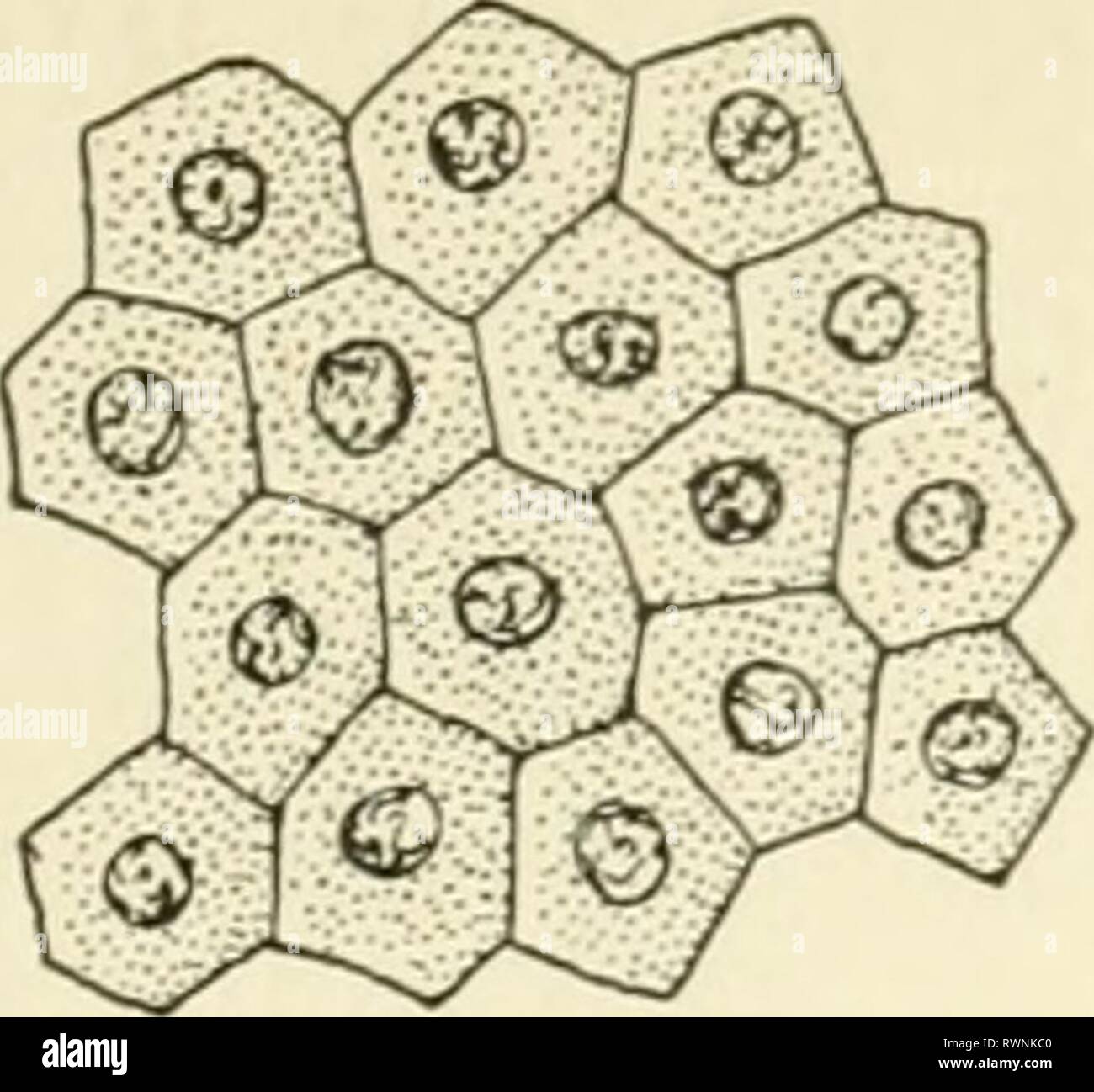 Elements of biology, with special Stock Photo - Alamy