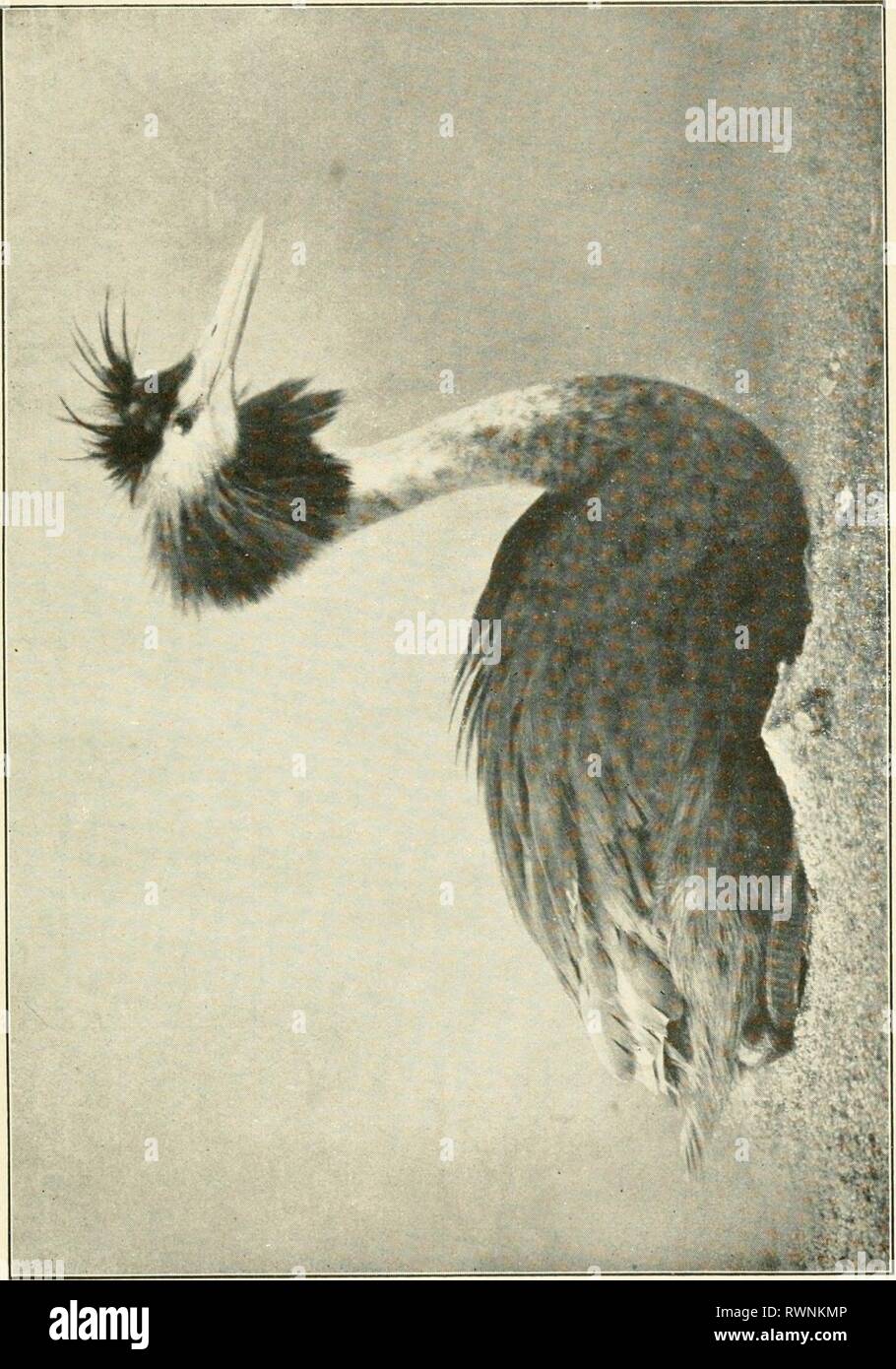 The Emu official organ Stock Photo - Alamy