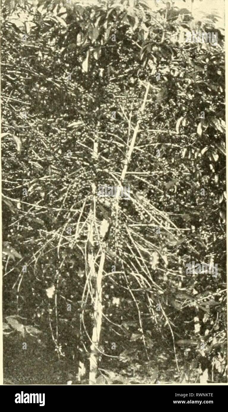 Elements of Philippine agriculture (1908 Stock Photo - Alamy