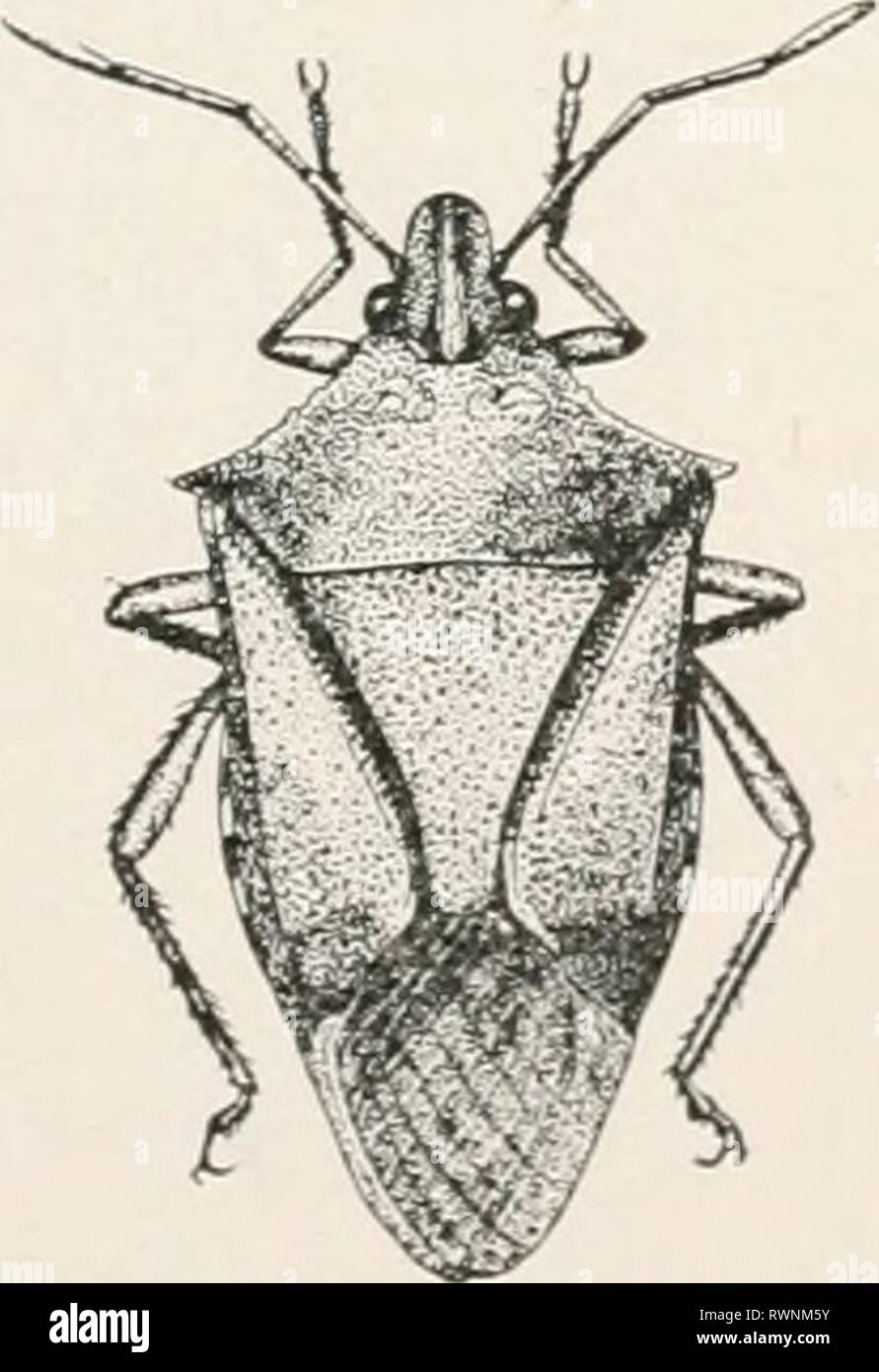 Bombardier beetle hi-res stock photography and images - Alamy