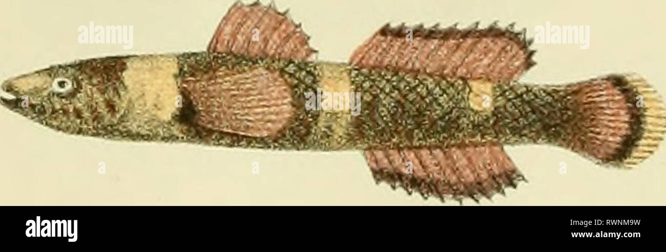 Pesci f hi-res stock photography and images - Alamy