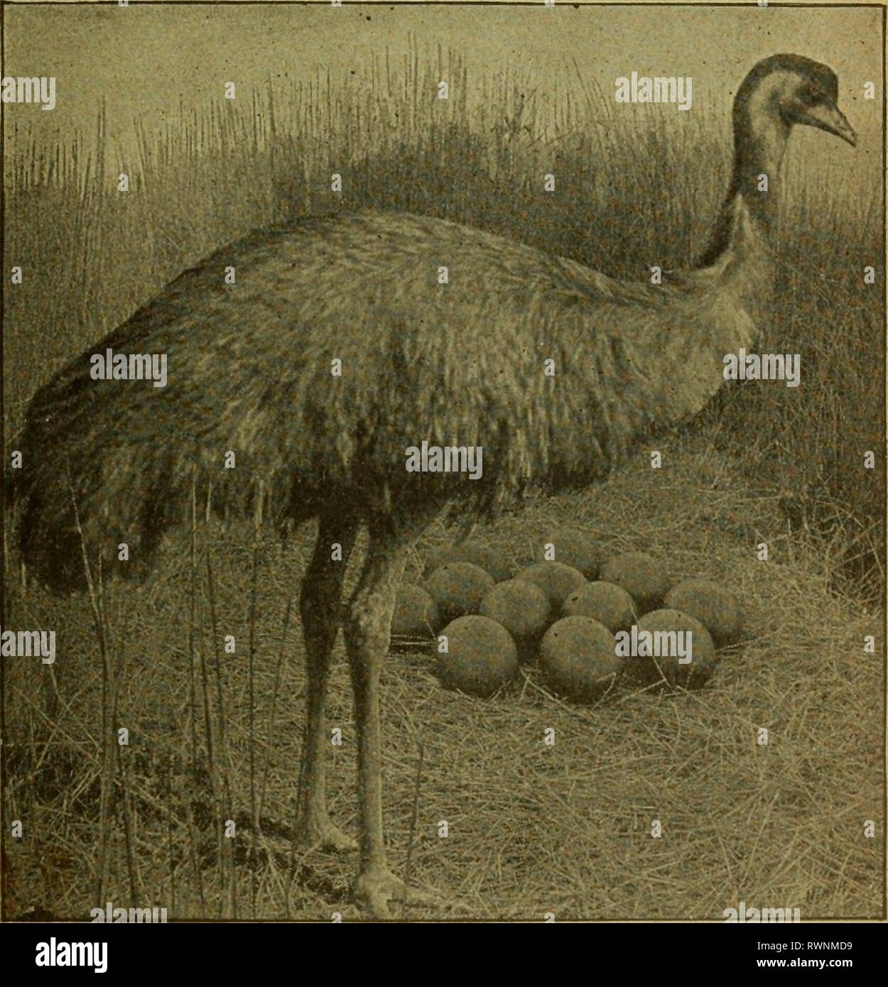 The Emu official organ Stock Photo - Alamy