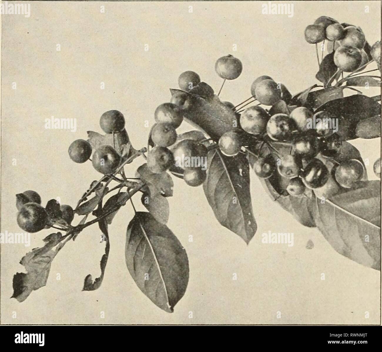 Ellwanger & Barry Mount Stock Photo - Alamy