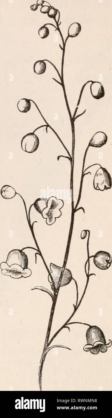 Corymb umbel hi-res stock photography and images - Alamy