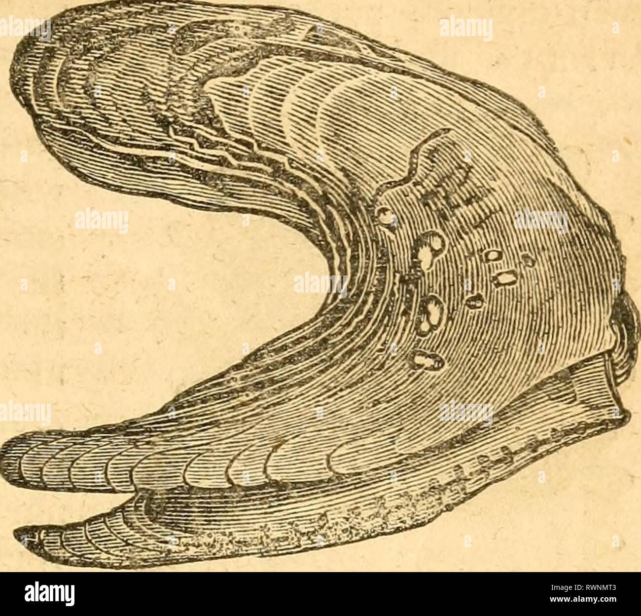 Two distinct shells hi-res stock photography and images - Alamy