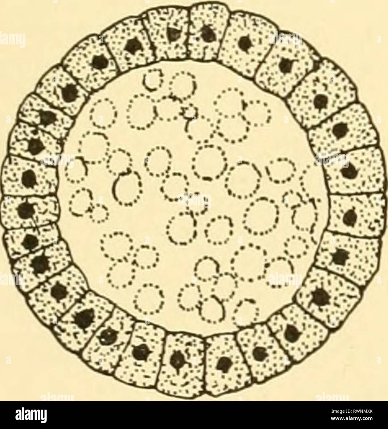 Embryology insects hi-res stock photography and images - Alamy