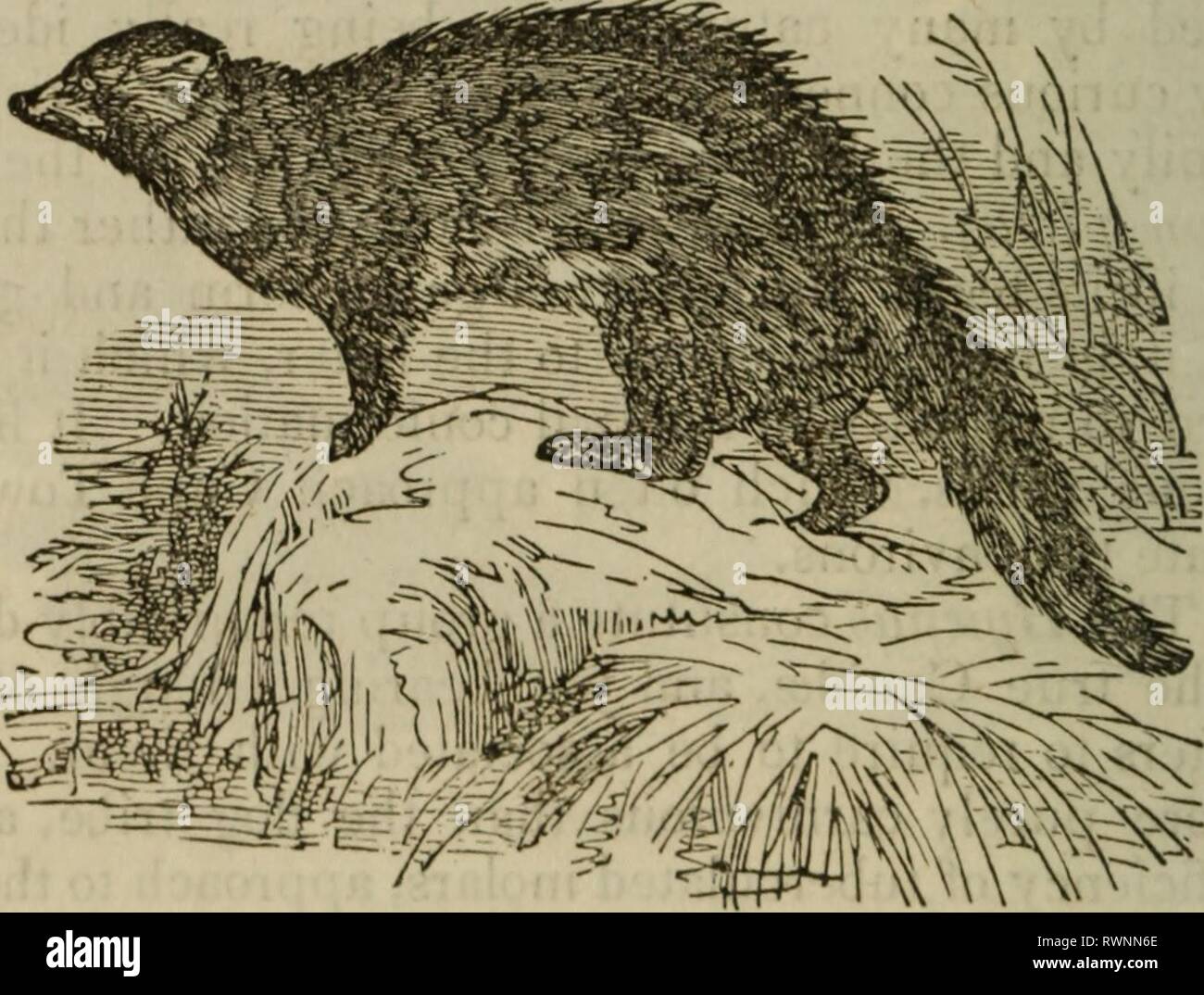 Elements of zoology, or, Natural Stock Photo - Alamy