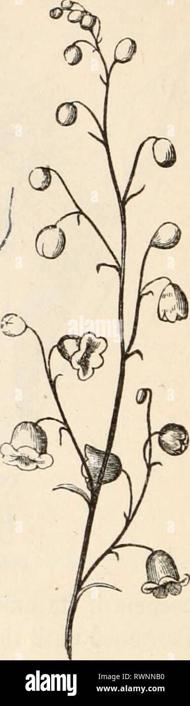 Raceme Corymb Umbel High Resolution Stock Photography and Images - Alamy