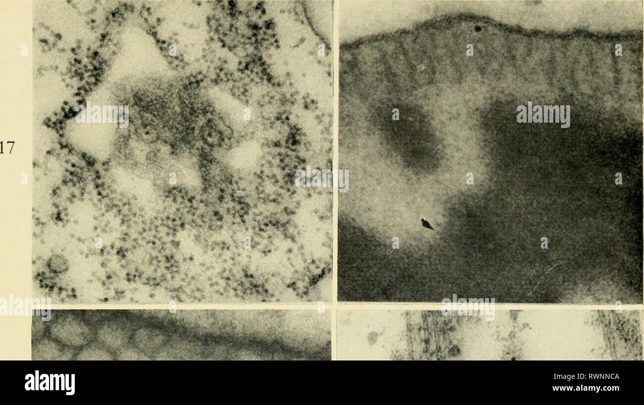 Electron-microscopic structure of protozoa (1963 Stock Photo - Alamy