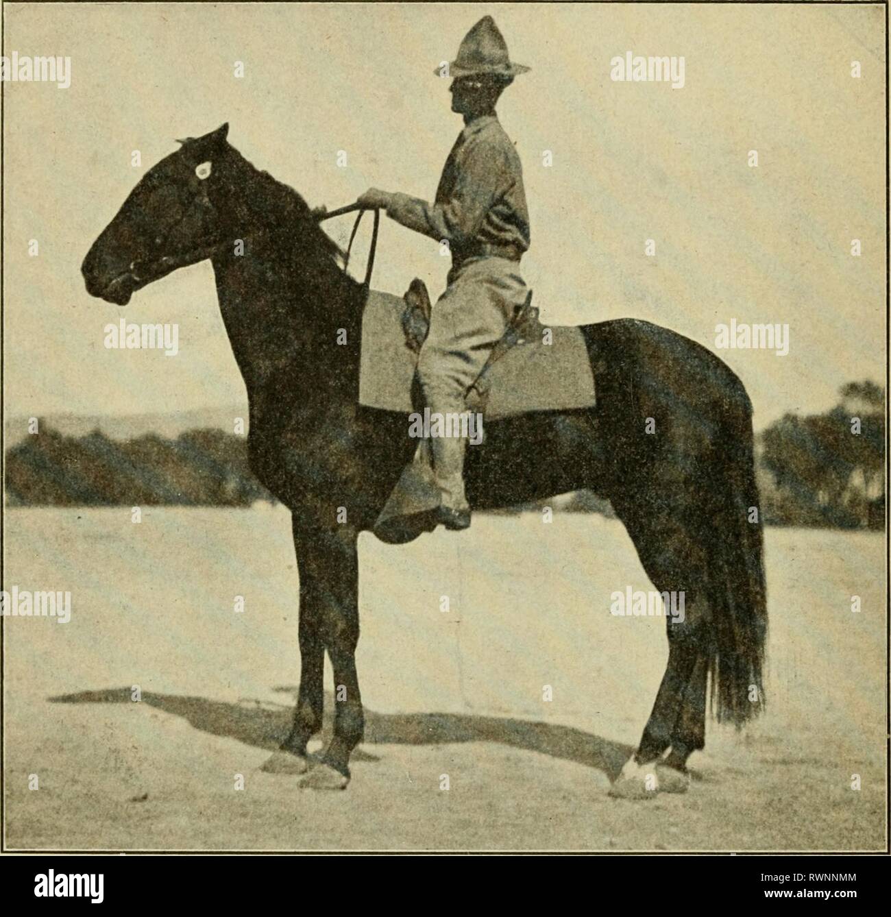 Elements of hippology (1908 Stock Photo - Alamy