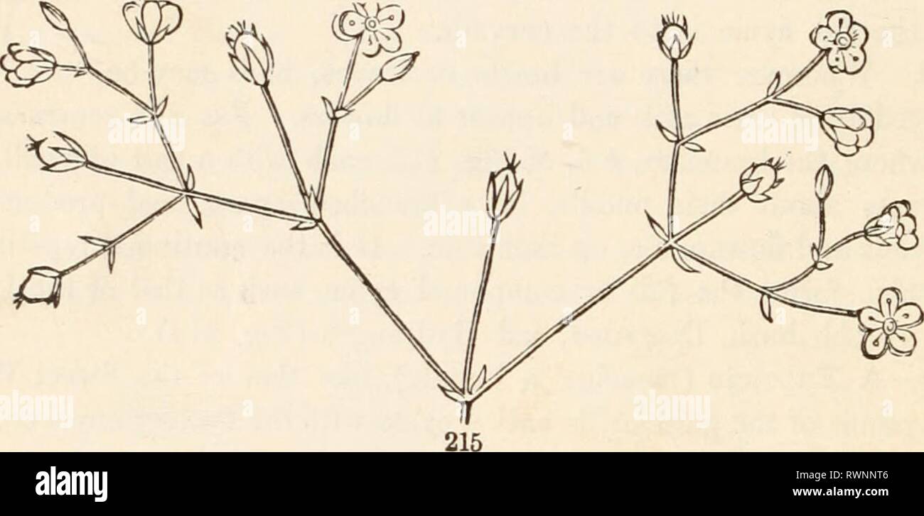 The elements of botany for The elements of botany for beginners and for ...