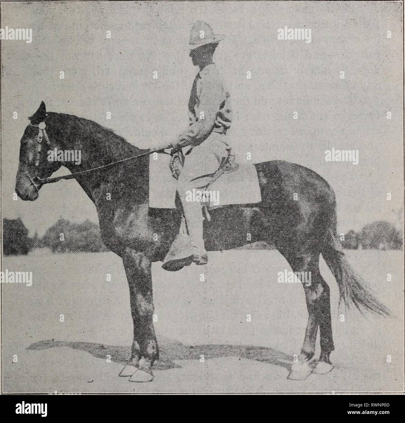 Elements of hippology (1908 Stock Photo - Alamy