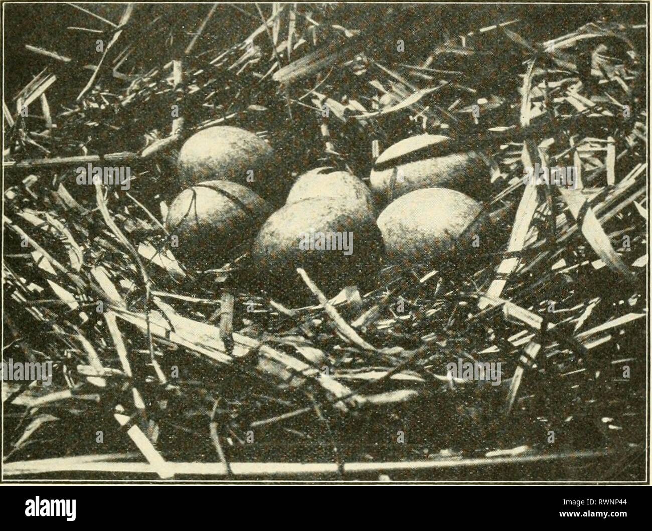 The Emu official organ Stock Photo - Alamy