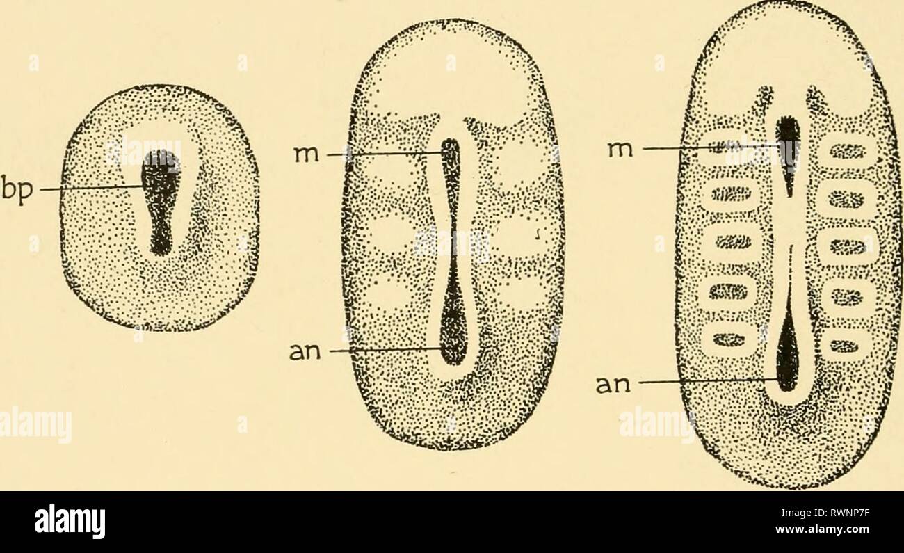 Embryology of insects and myriapods Stock Photo - Alamy