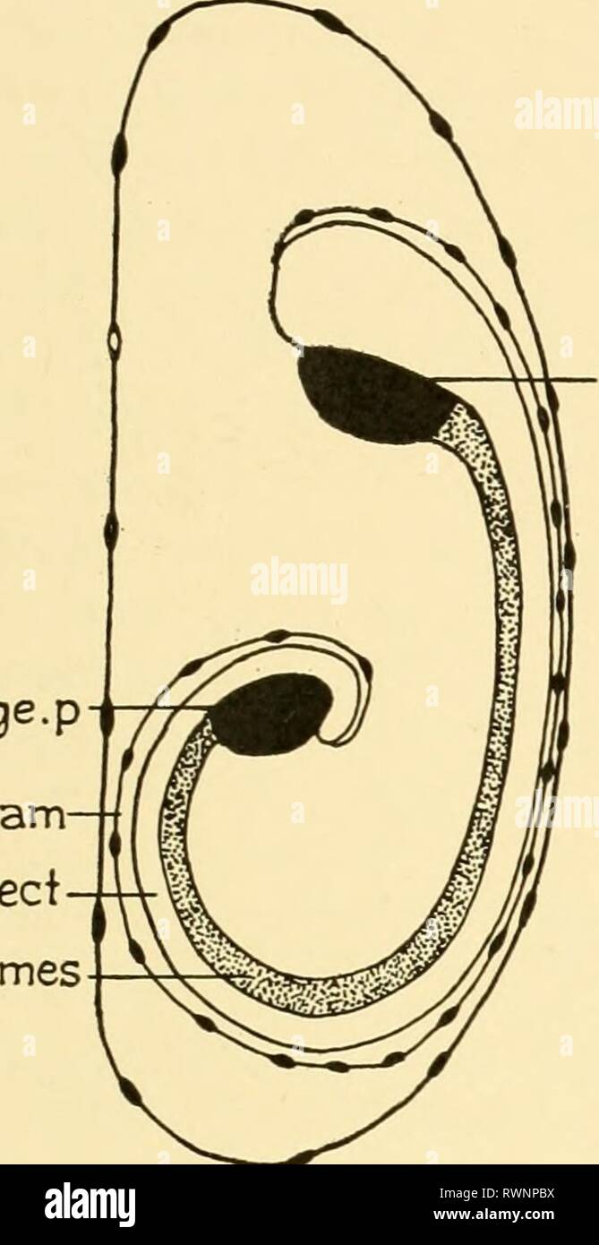 Embryology of insects and myriapods Stock Photo - Alamy