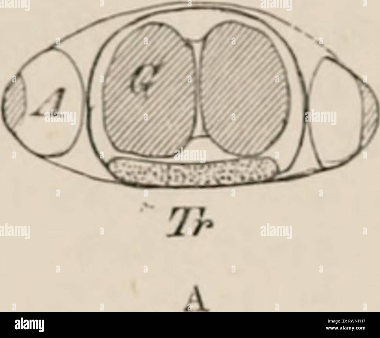 Primary septum hi-res stock photography and images - Alamy