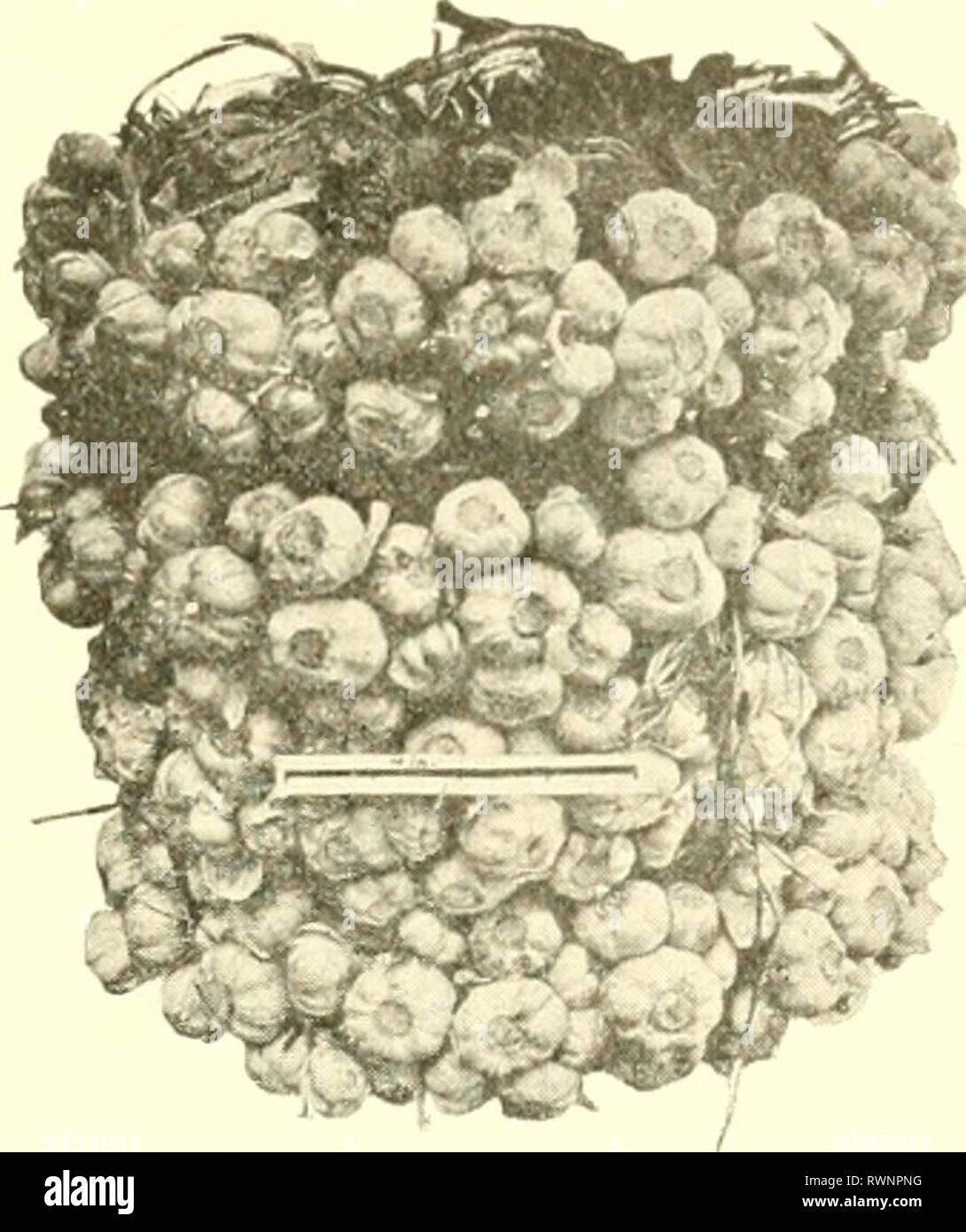 Elements of Philippine agriculture (1908 Stock Photo - Alamy