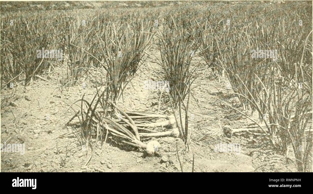 Elements of Philippine agriculture (1908 Stock Photo - Alamy