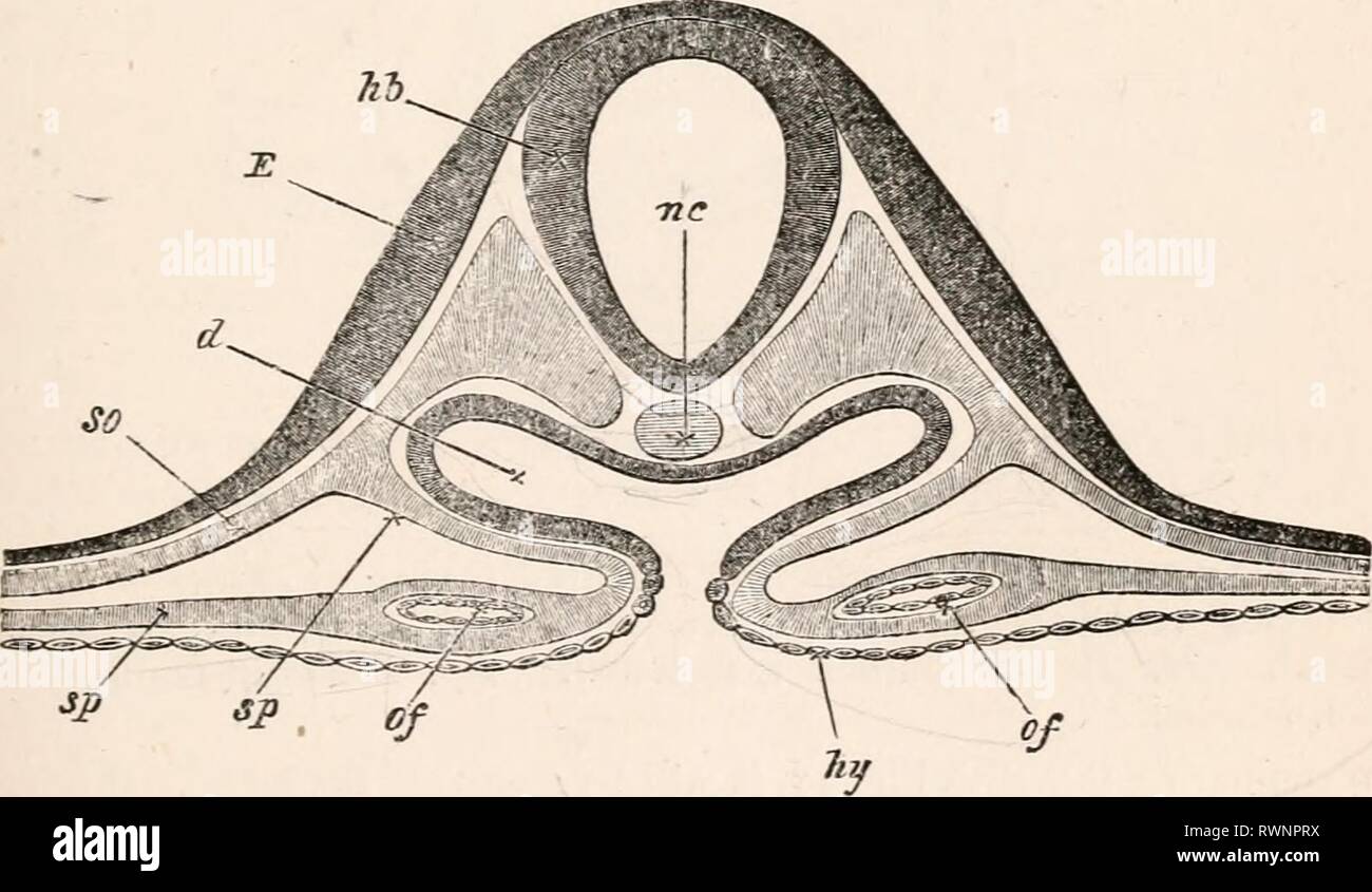 The elements of embryology (1874) The elements of embryology ...