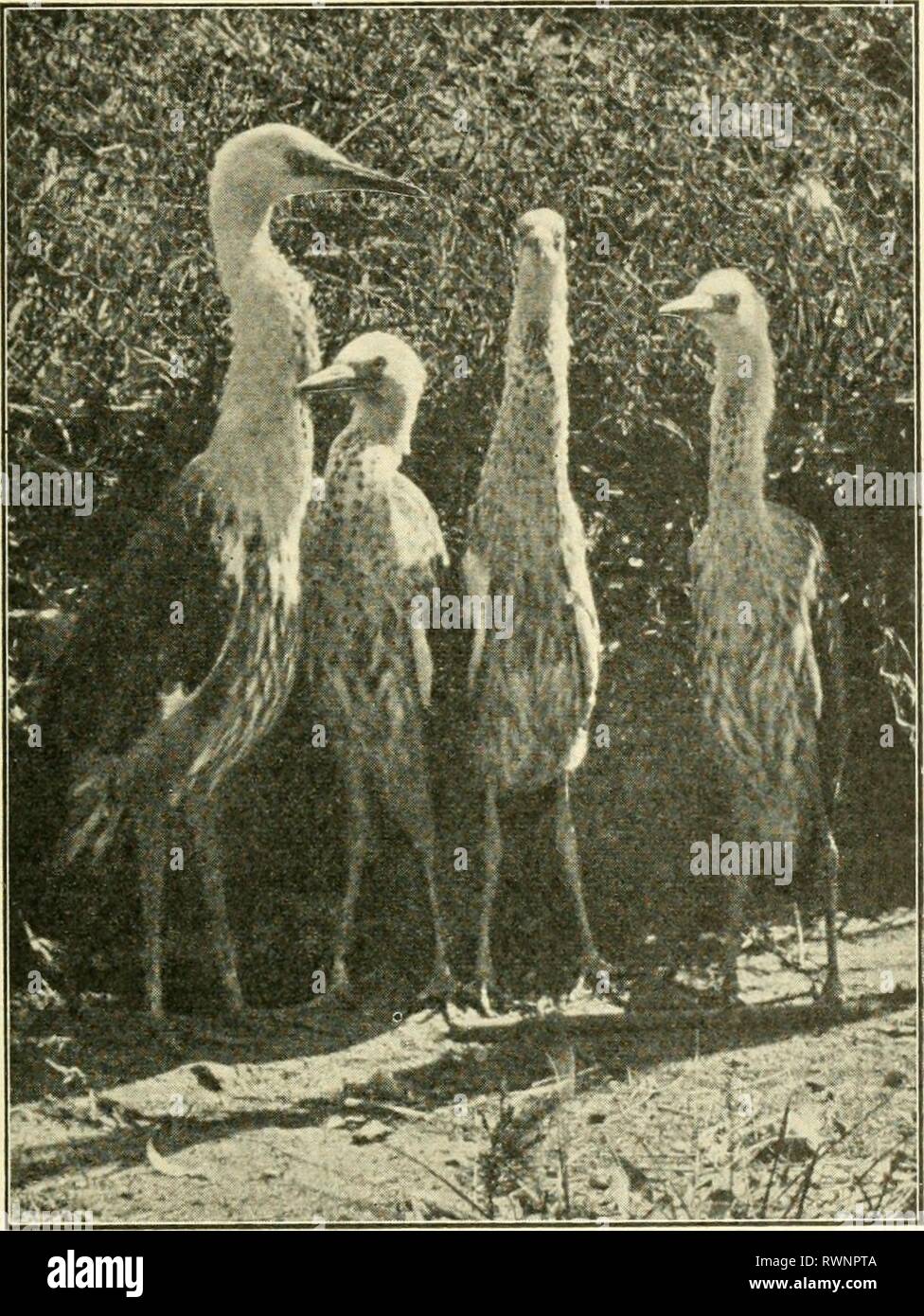 The Emu official organ Stock Photo - Alamy
