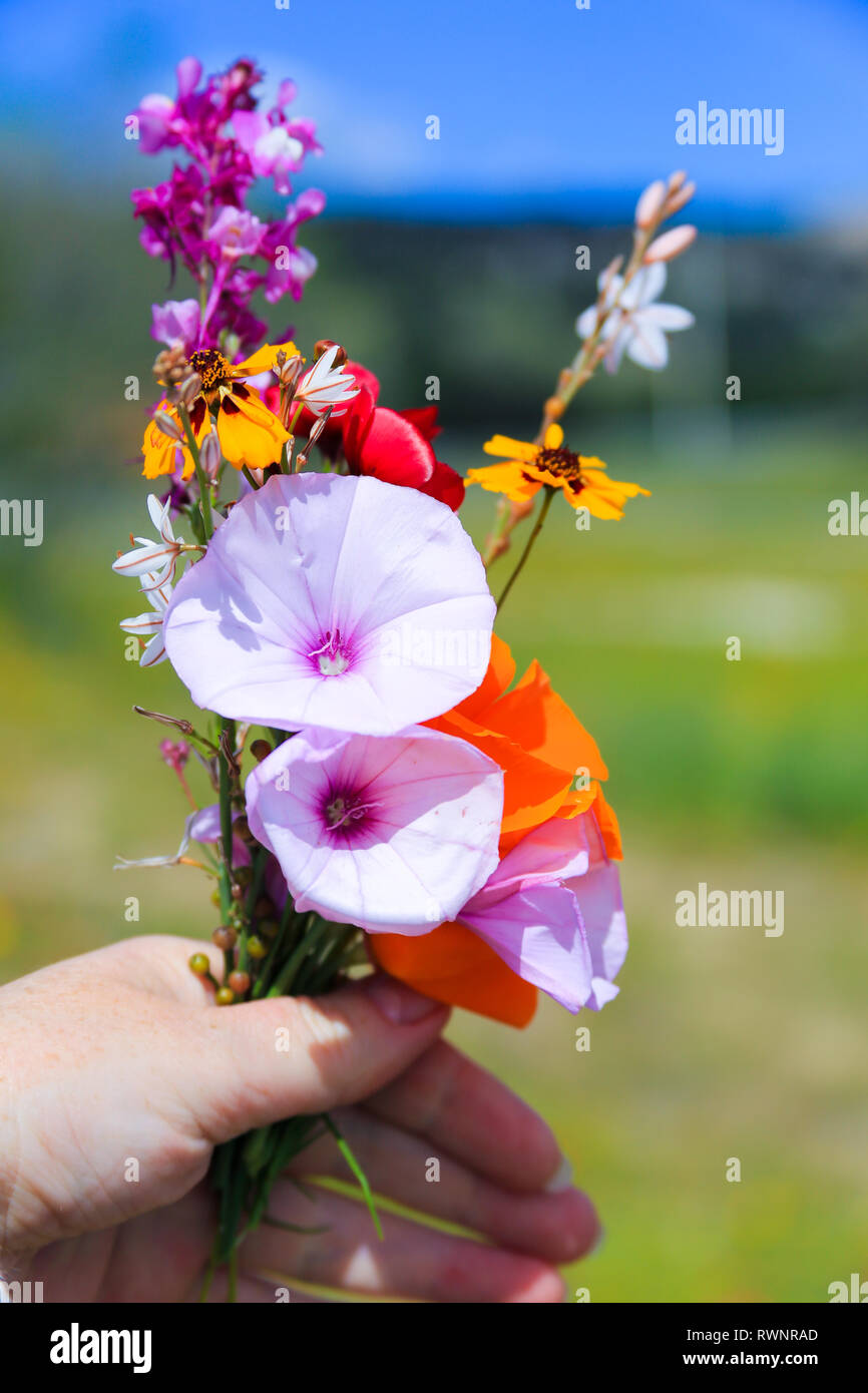 Woman hand picking flowers hi-res stock photography and images - Alamy
