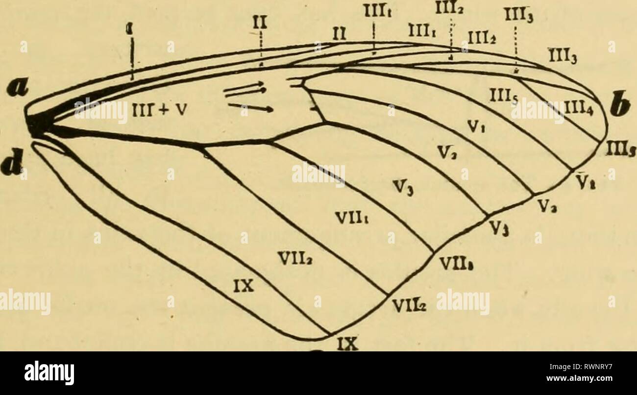 The elements of insect anatomy The elements of insect anatomy : an ...