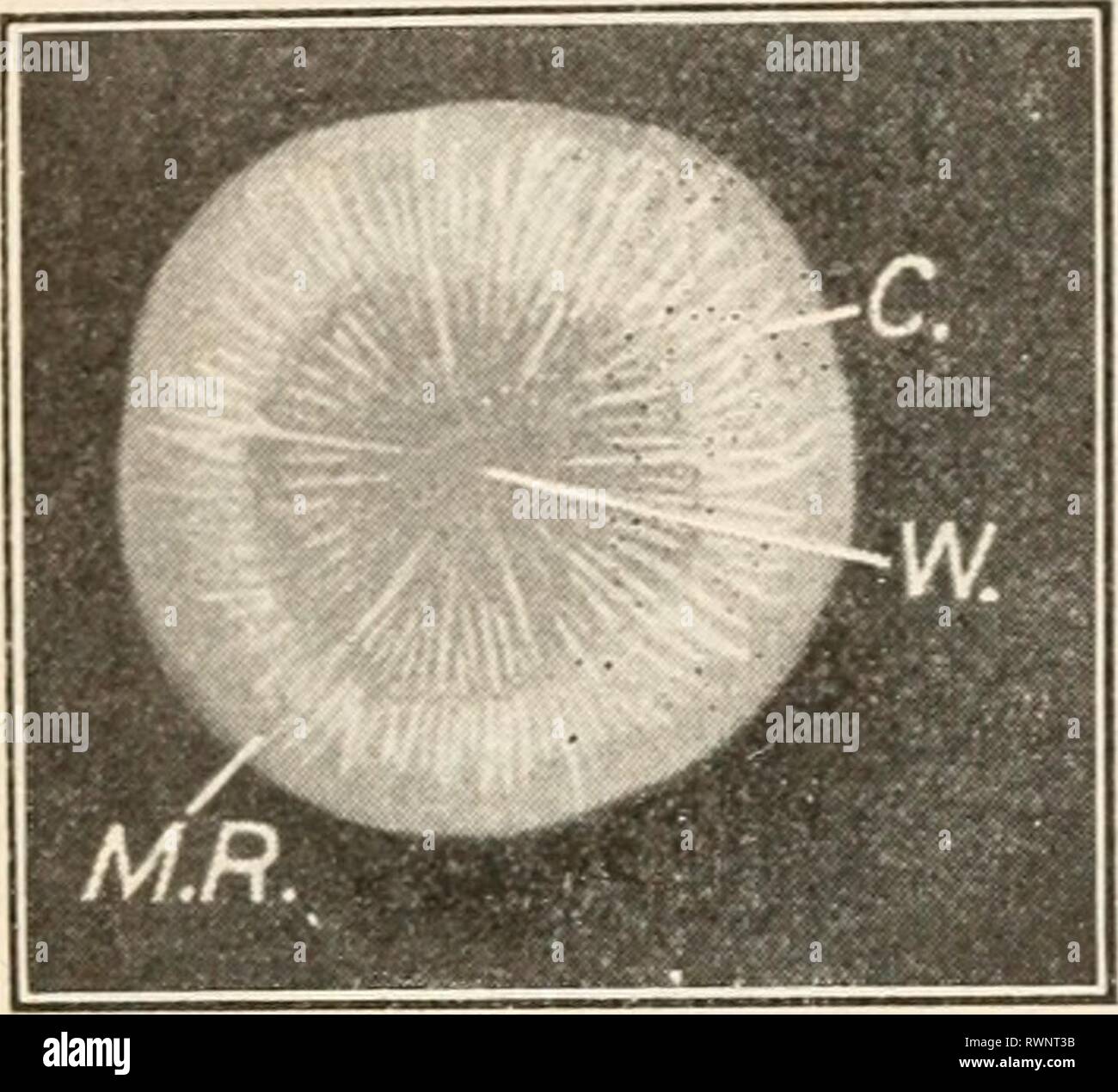 Medullary rays hi-res stock photography and images - Alamy