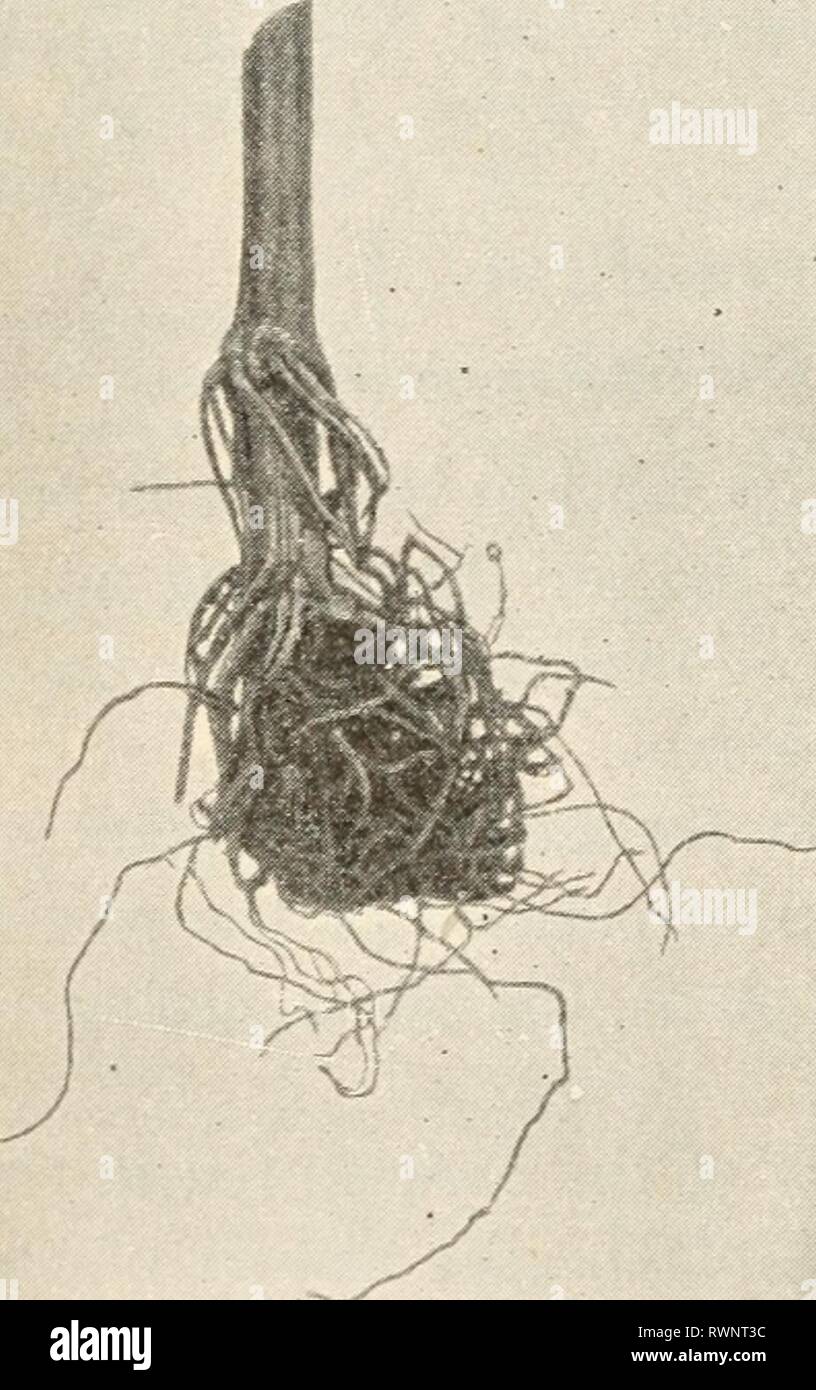 Potato plant cross section hi-res stock photography and images - Alamy