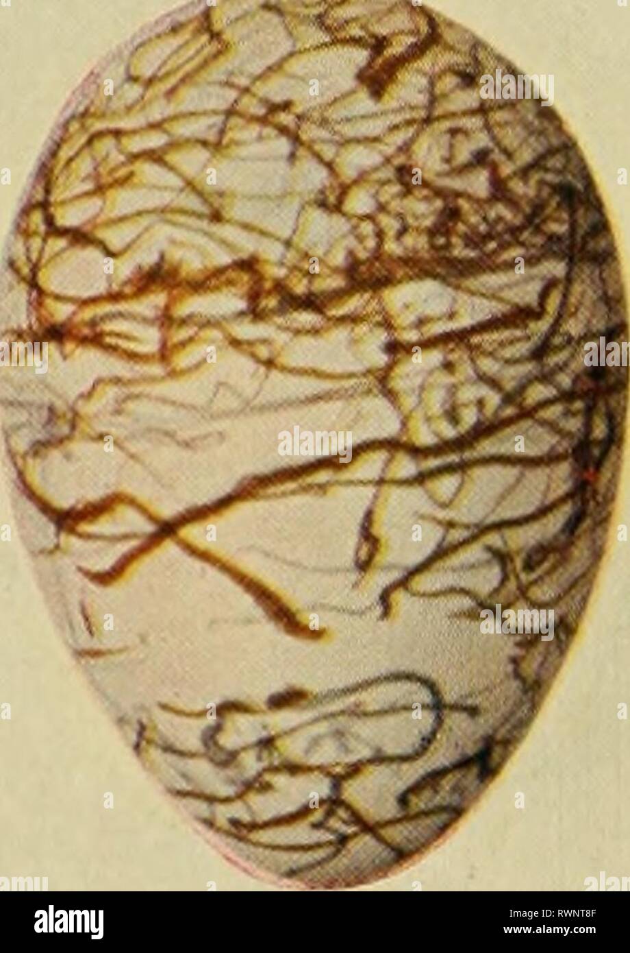 The Emu official organ Stock Photo - Alamy