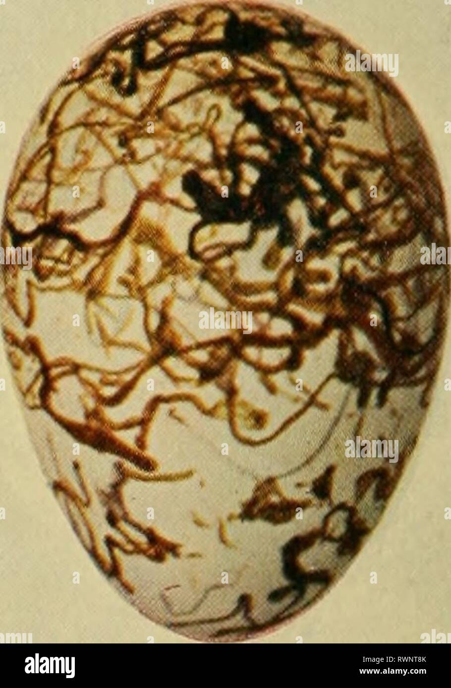 The Emu official organ Stock Photo - Alamy