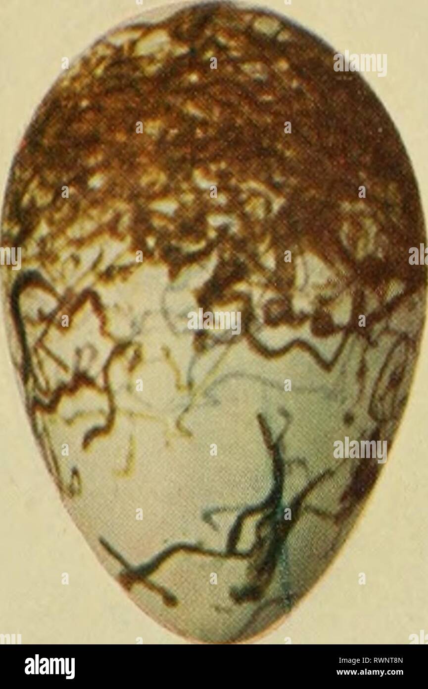 The Emu official organ Stock Photo - Alamy