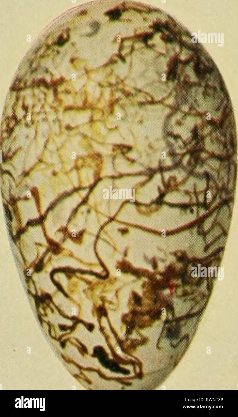 The Emu official organ Stock Photo - Alamy