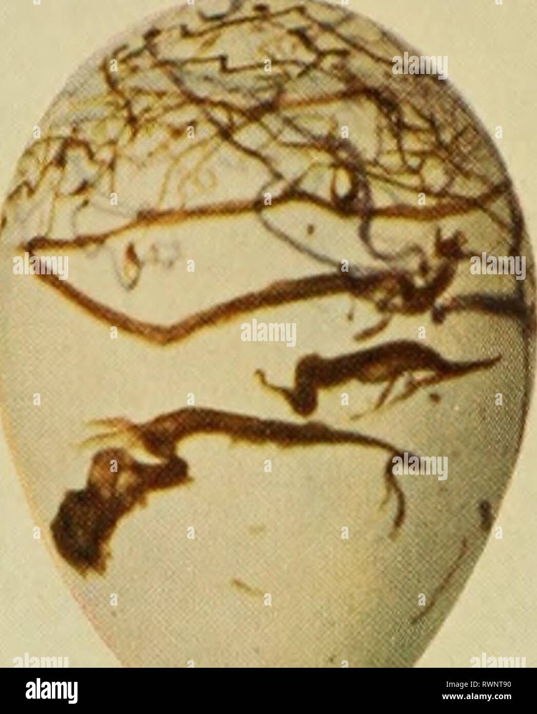 The Emu official organ Stock Photo - Alamy