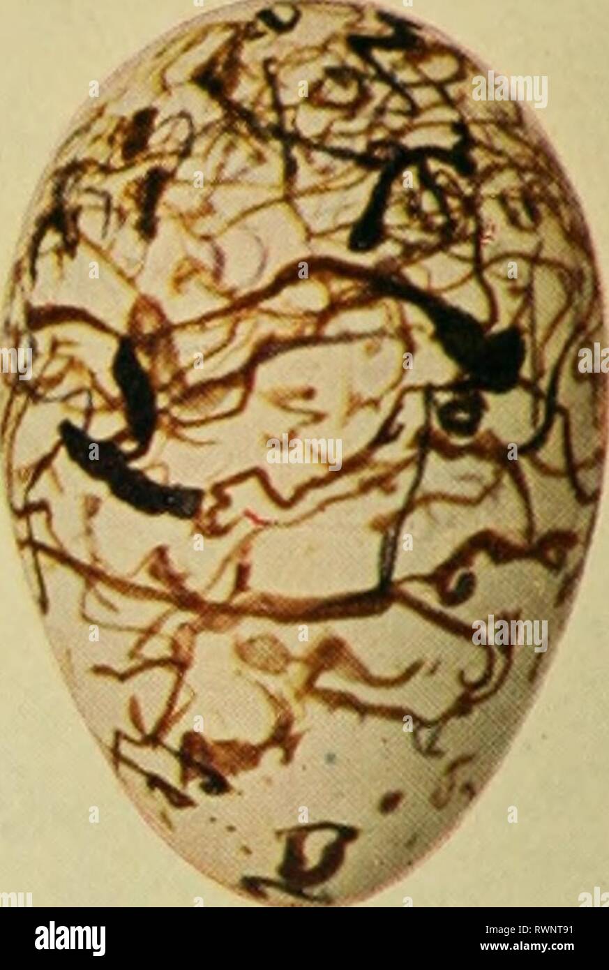 The Emu official organ Stock Photo - Alamy