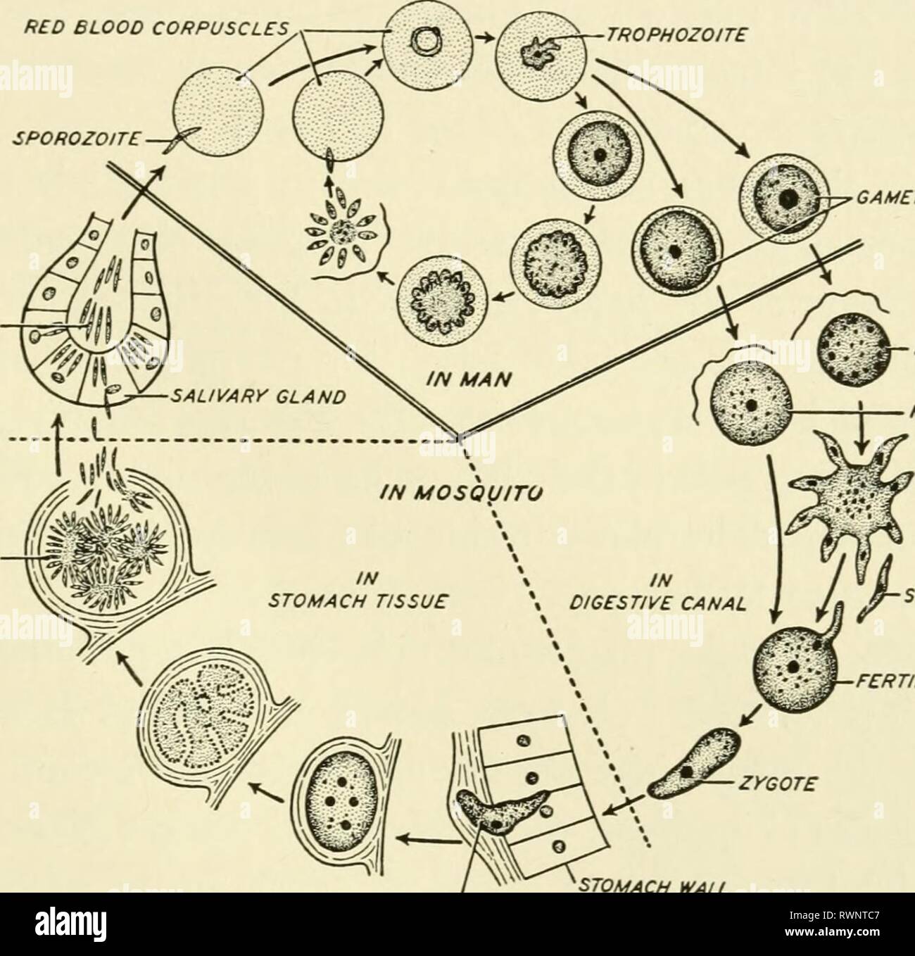 Sporozoites hi-res stock photography and images - Alamy