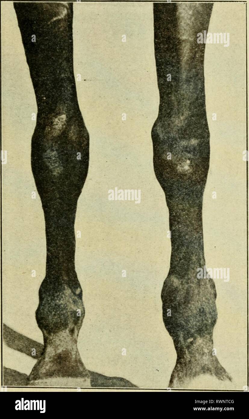 Elements of hippology (1908 Stock Photo - Alamy