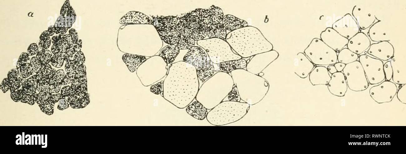 Transverse muscle fibre hi-res stock photography and images - Alamy