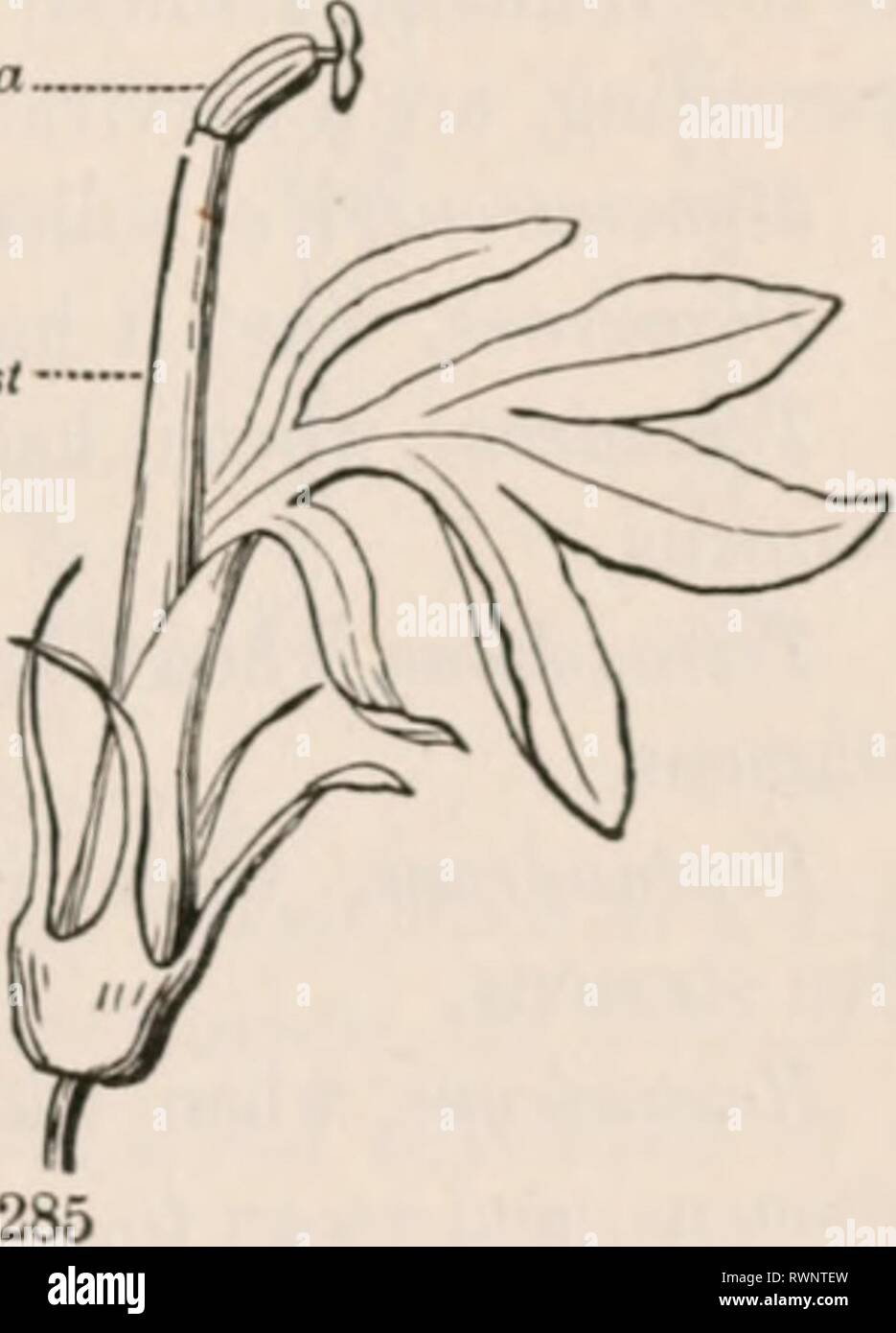 The elements of botany for The elements of botany for beginners and for ...