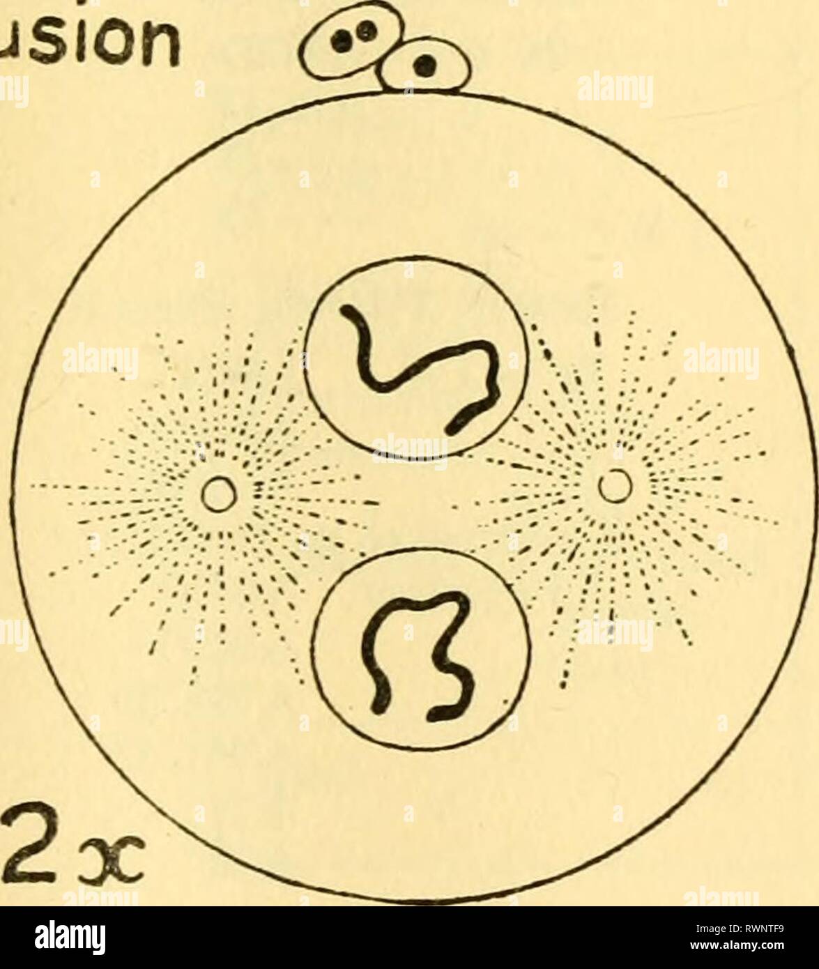 The elements of genetics (1950 Stock Photo - Alamy