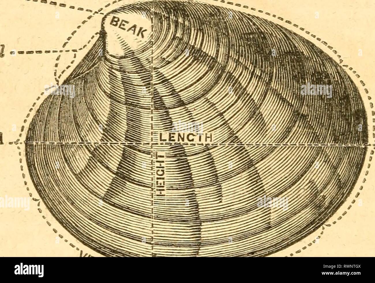Transverse plane hi-res stock photography and images - Alamy