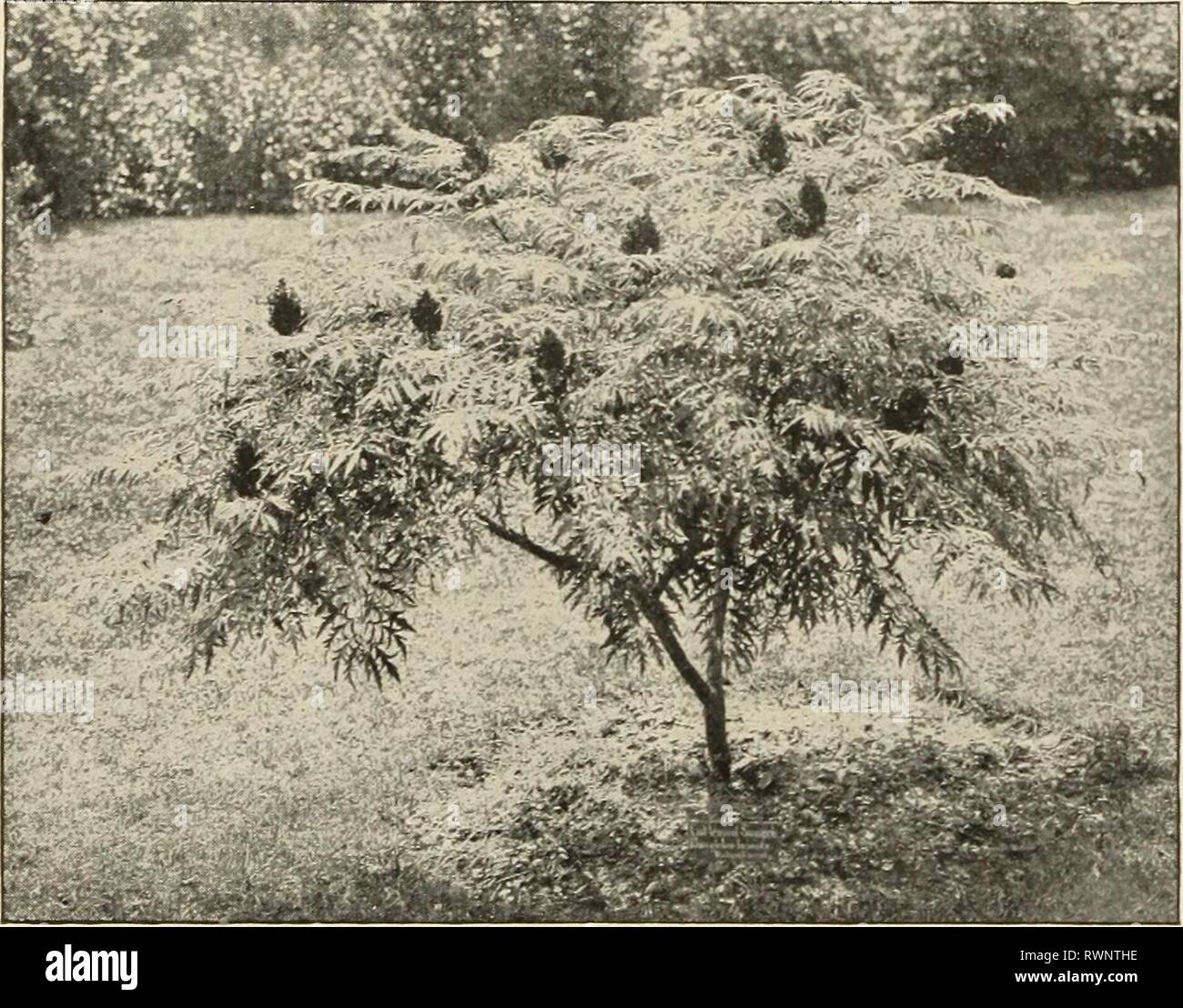 Ellwanger & Barry Mount Stock Photo - Alamy