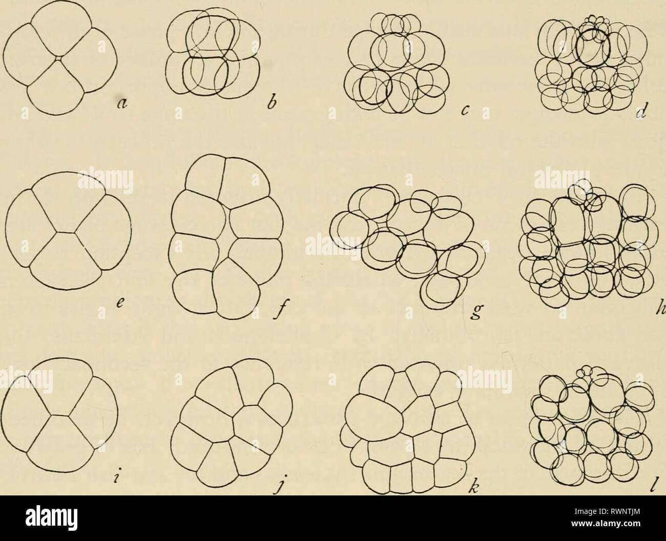 The elements of experimental embryology Stock Photo - Alamy