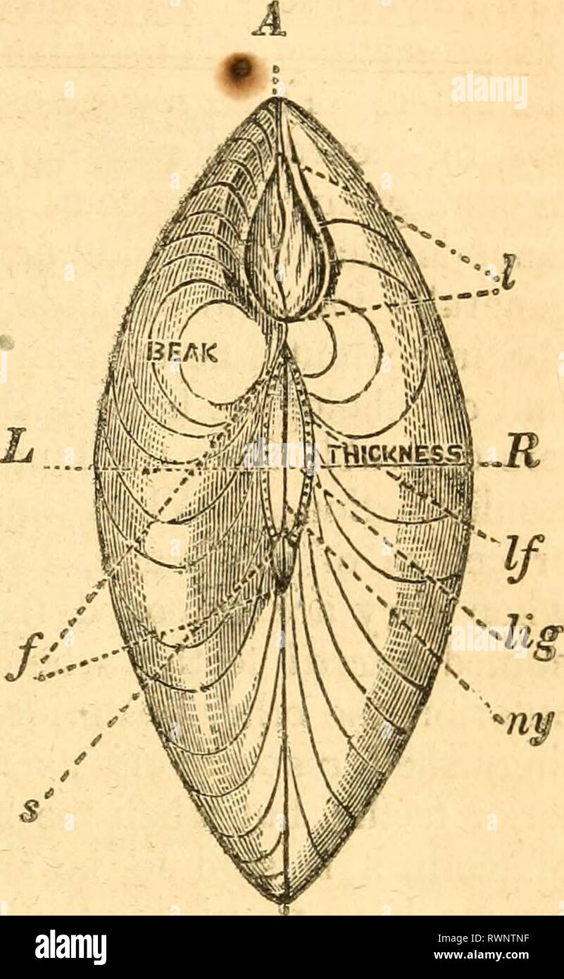 Elements of conchology Prepared Elements of conchology / Prepared for ...