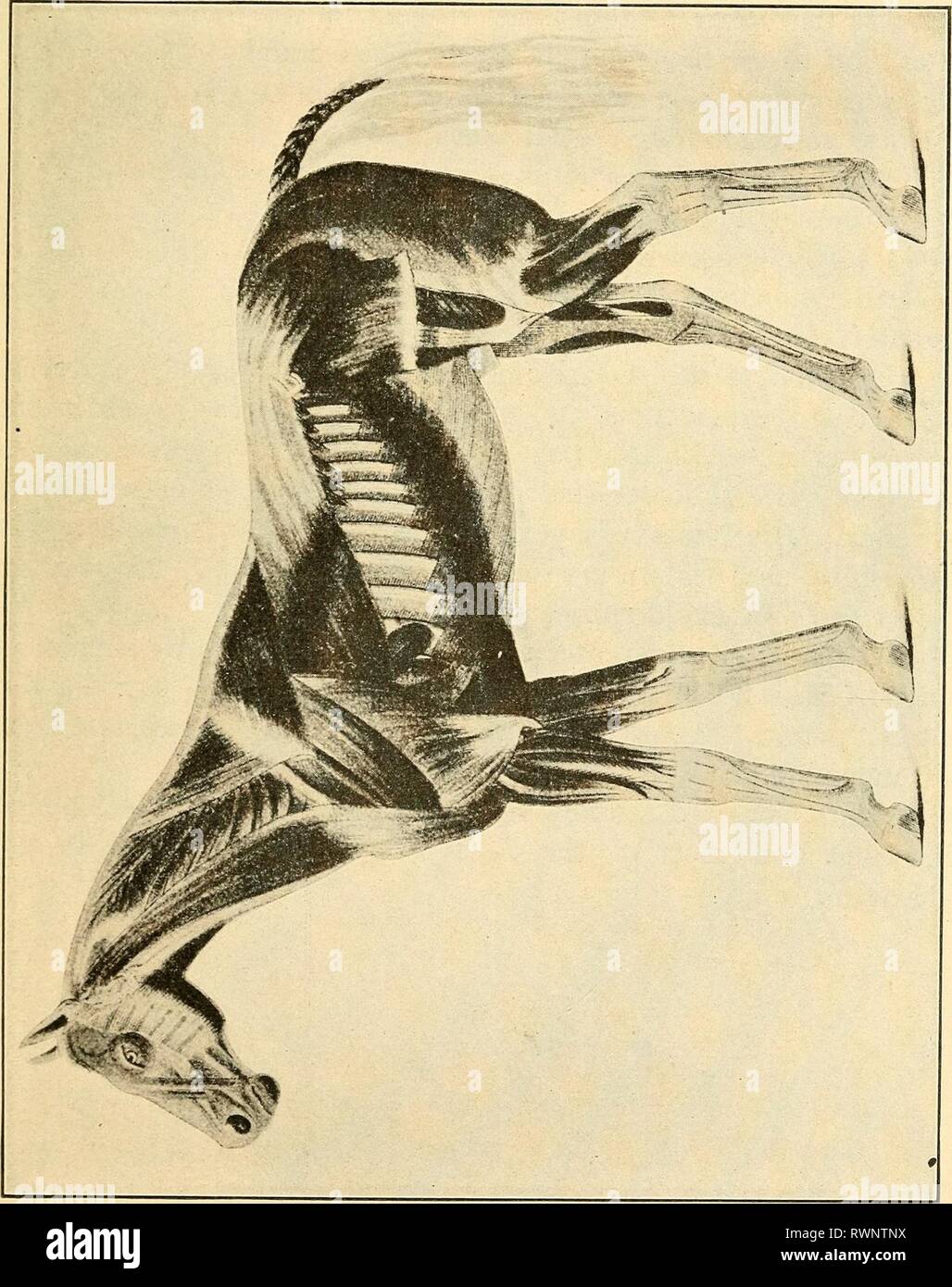 Elements of hippology (1914 Stock Photo - Alamy