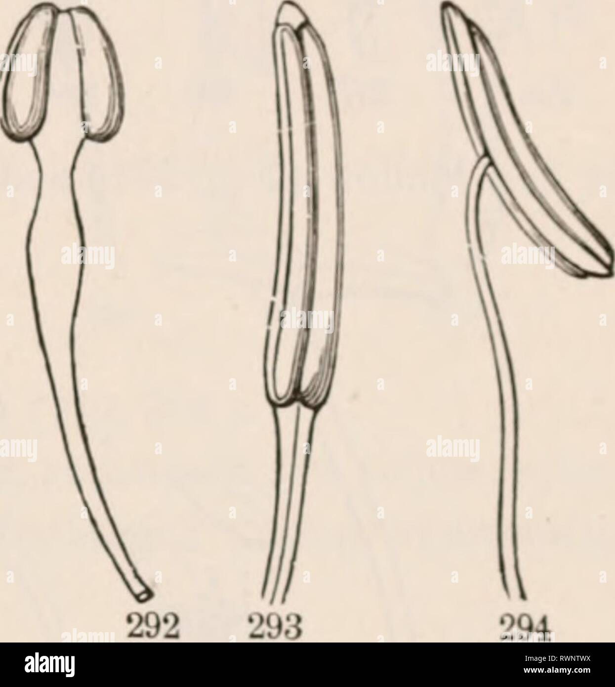 Six anthers hi-res stock photography and images - Alamy