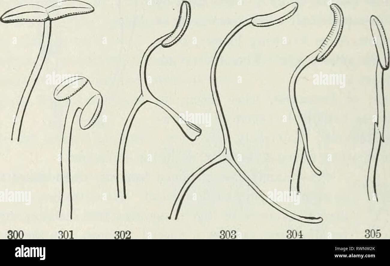 Stamen cells hi-res stock photography and images - Alamy