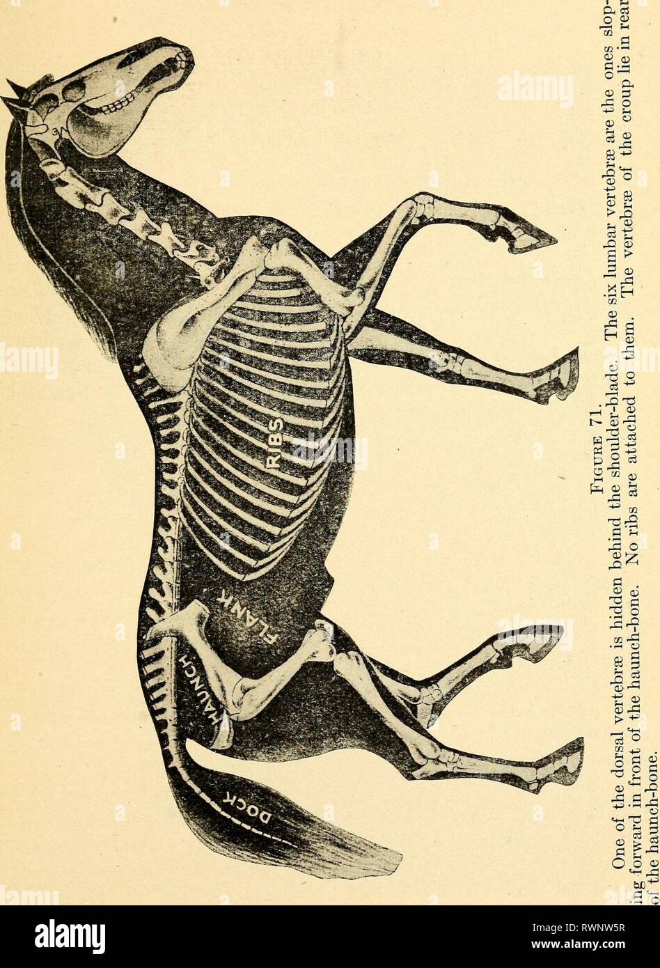 Elements of hippology (1914 Stock Photo - Alamy