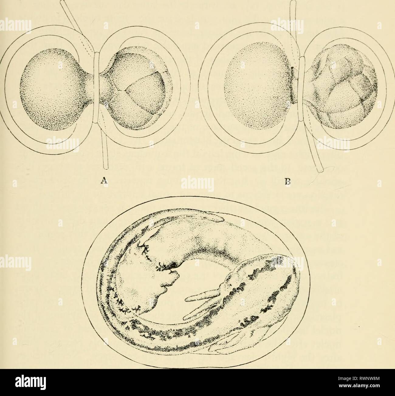 The elements of experimental embryology Stock Photo - Alamy