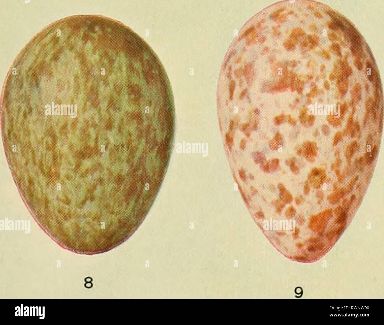 The Emu official organ Stock Photo - Alamy